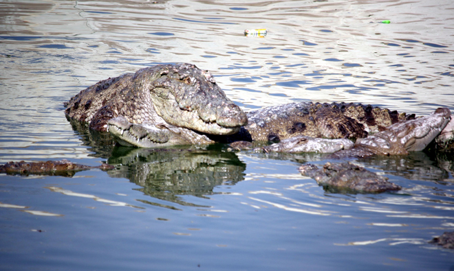 Afro-Pakistani Sheedi community celebrates annual Manghopir festival ...