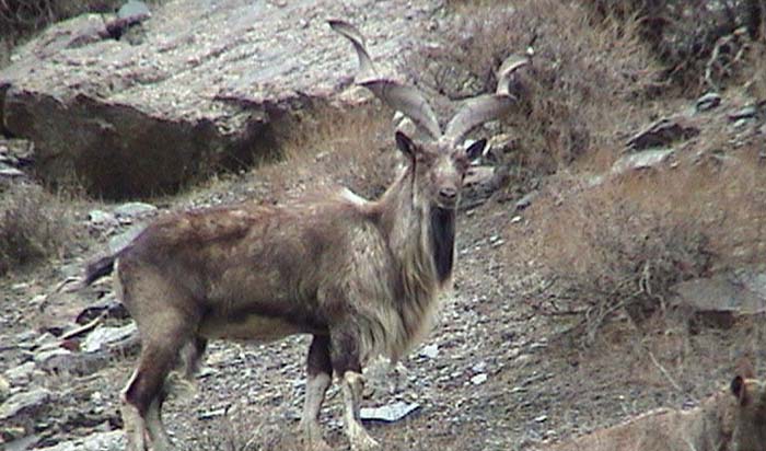 Markhor trophy hunting, conservation efforts go side by side | Arab News PK