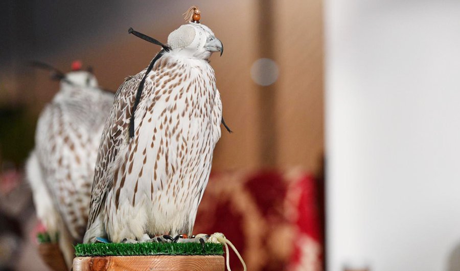 Saudi falcons and hunting show set to soar | Arab News PK