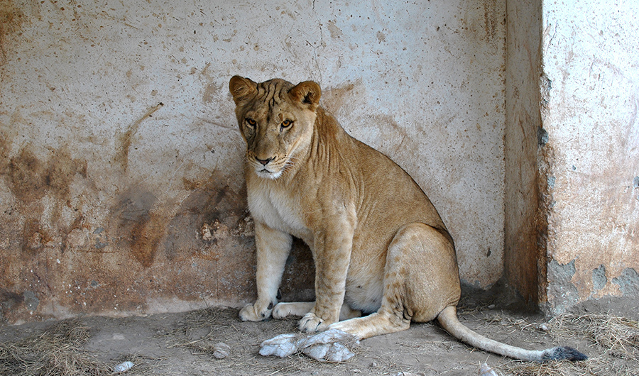 Pakistan’s ‘Lion King’ rears 11 big cats at Peshawar home | Arab News PK