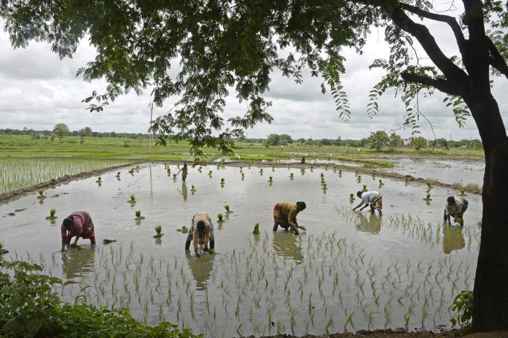 Heavy monsoon rains speed up crop planting in India | Arab News PK