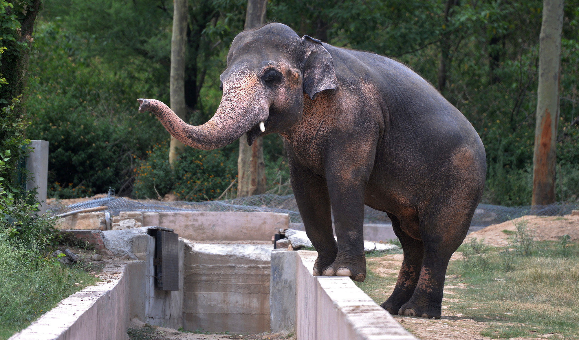 For Pakistan’s lonely elephant Kaavan, freedom awaits in a Cambodia ...