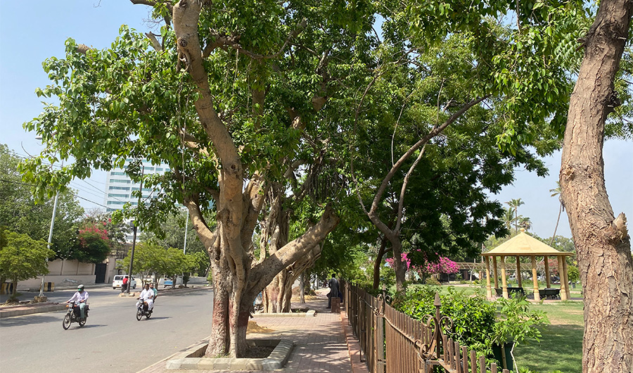 'Forest of towers' puts Karachi’s ancient banyan trees at risk | Arab ...