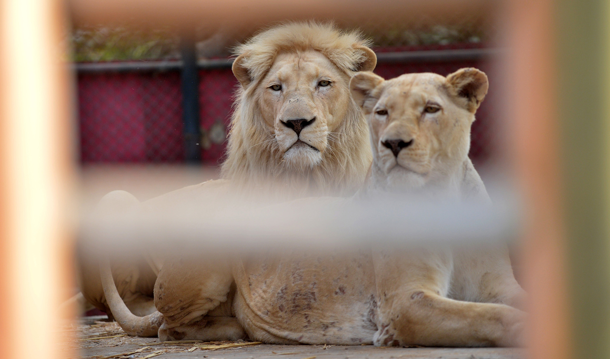 Wildlife department confiscates pet lions, tigers from Karachi resident ...