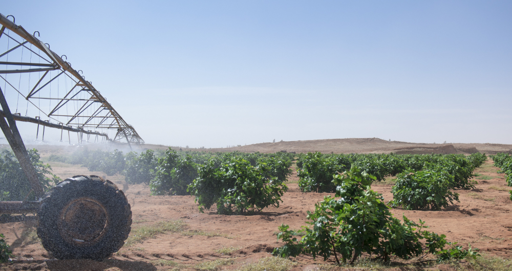 Saudi authorities take steps to strengthen agriculture sector | Arab ...