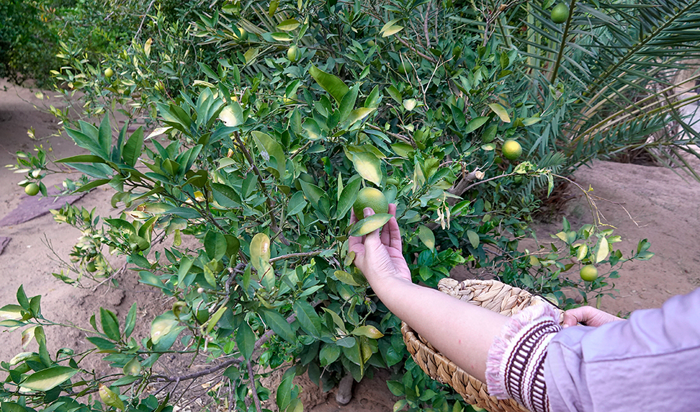 AlUla plant farm reveals historic roots of ancient region | Arab News PK