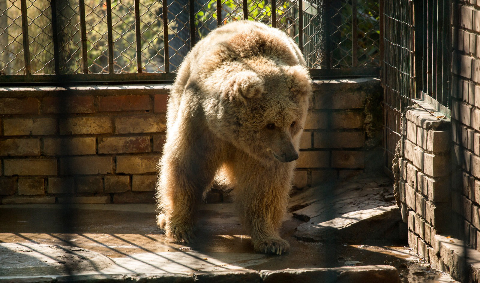 Animal group says malnourished bears from Pakistani zoo barred from ...