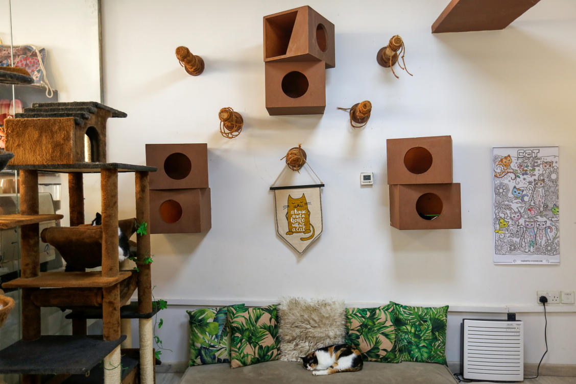 Dubai cat cafe hopes rescues will find purr-fect new homes | Arab News PK