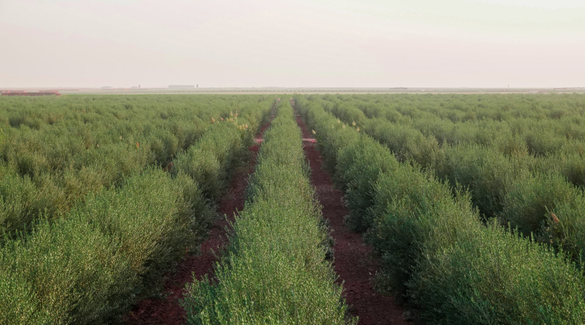 Saudi Arabia’s green oil: Ancient meets modern as the ‘smart farmers ...
