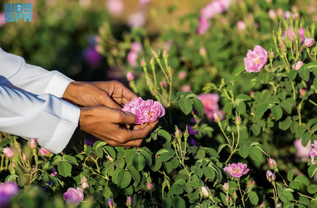 Rose factory | Arab News PK