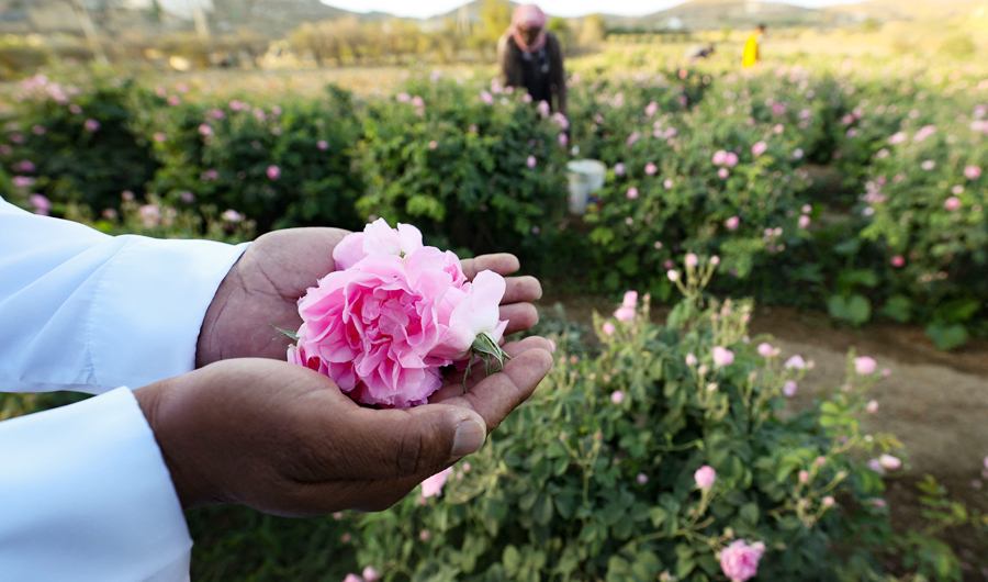 Rose farm | Arab News PK