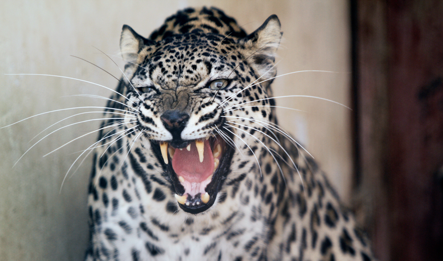 Saudi Arabia’s mission to save the Arabian Leopard | Arab News PK