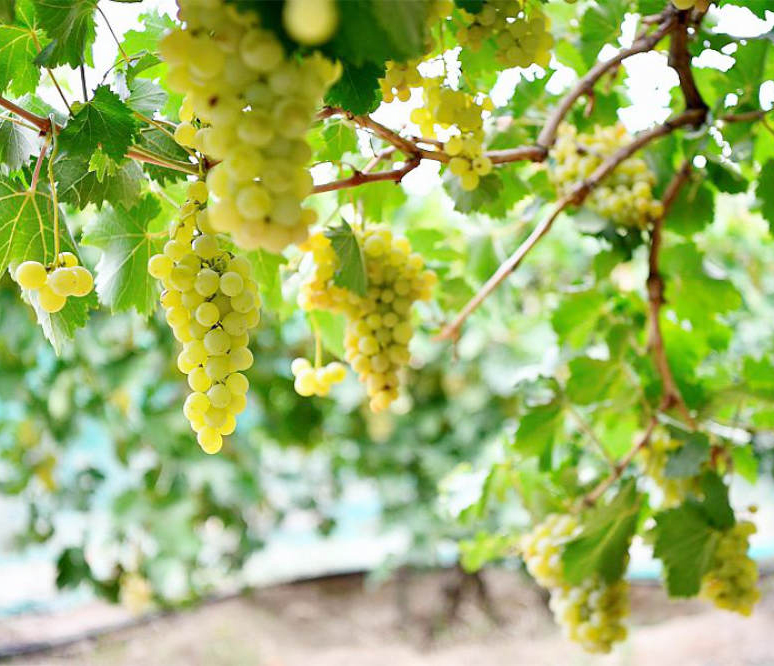 Grape farm | Arab News PK