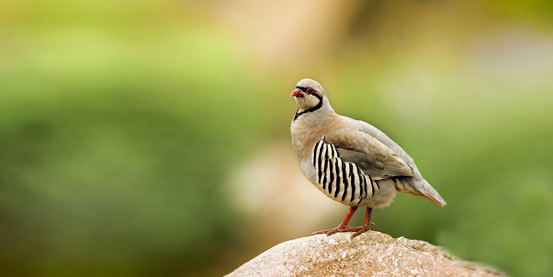 World Animal Day | Arab News PK