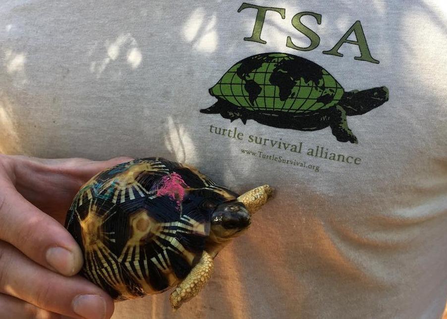 Over 10,000 endangered tortoises rescued in Madagascar | Arab News PK