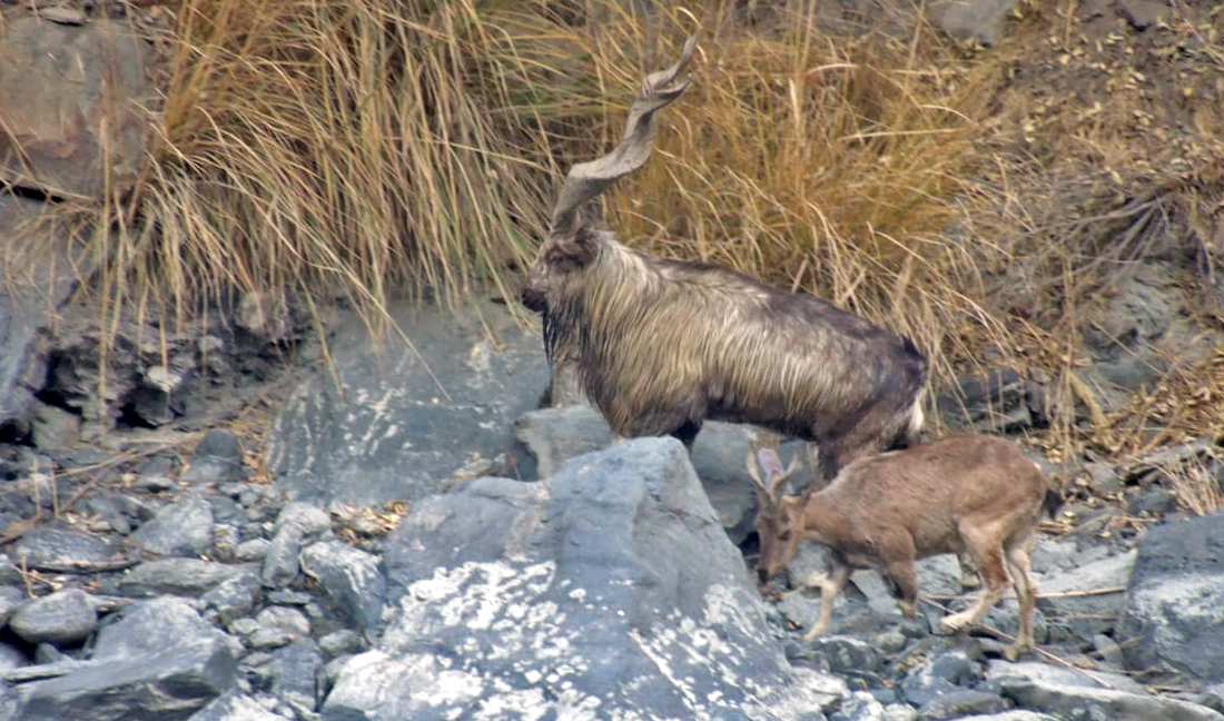 Markhor trophy hunting, conservation efforts go side by side | Arab News PK