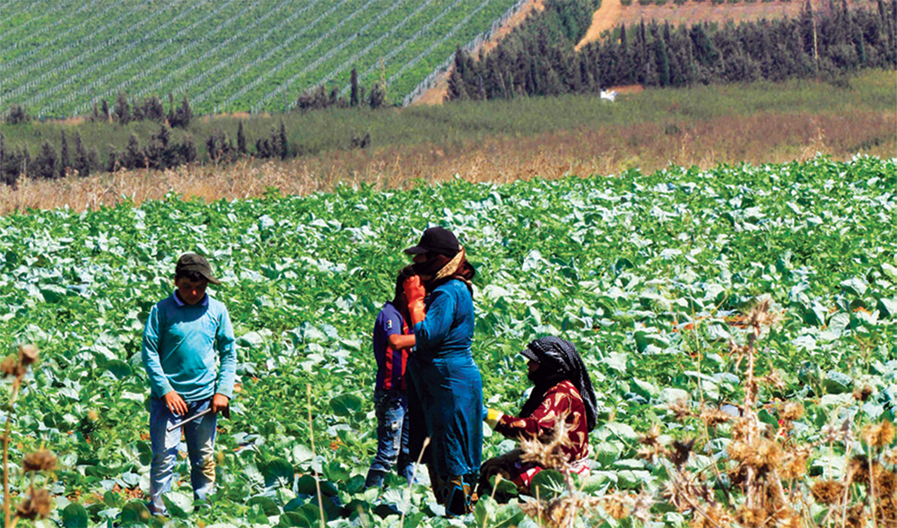 Home farming takes root in Lebanon amid shortages | Arab News PK