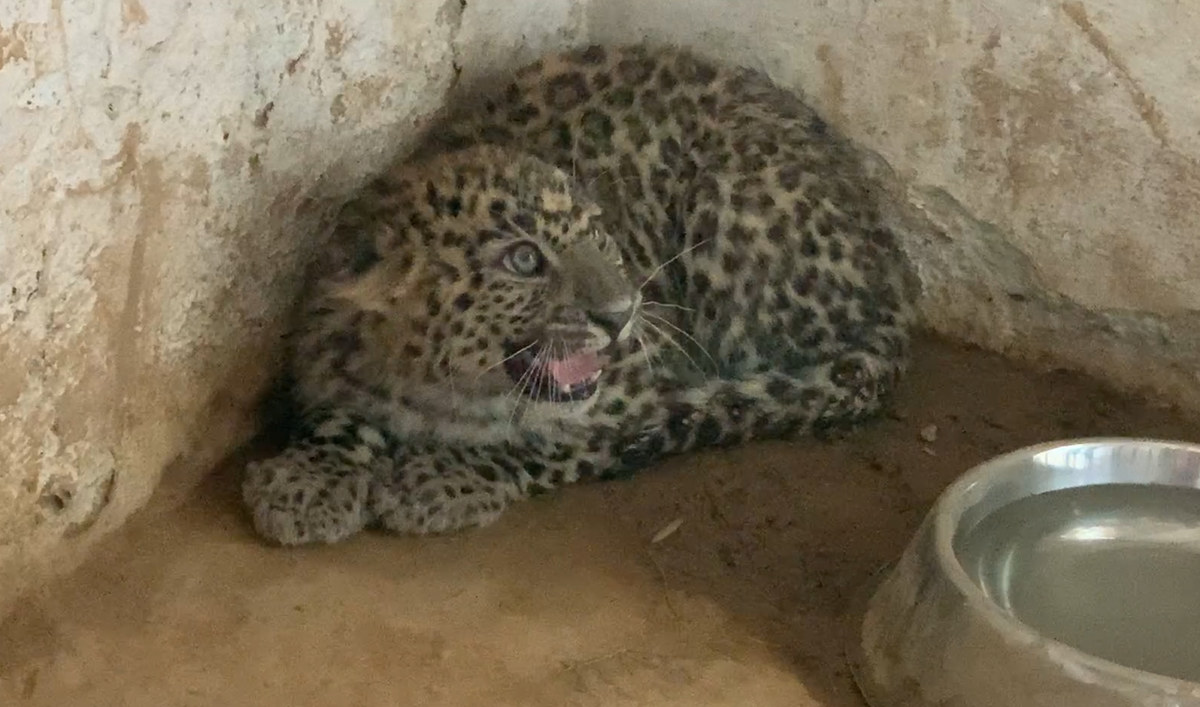 Islamabad center rehabilitates hundreds of animals, including dancing ...