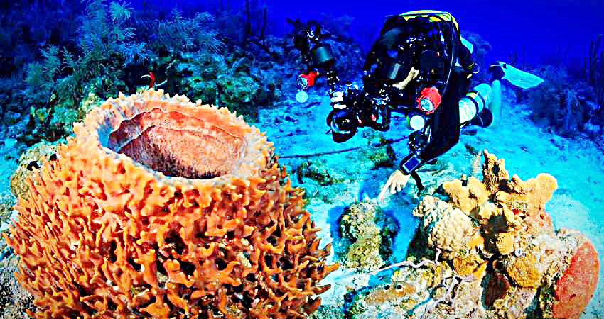 Scuba diving | Arab News PK