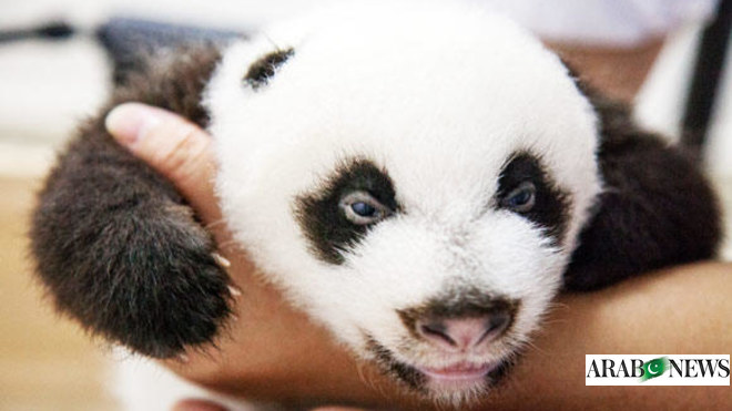 Rare panda triplets open their eyes for first time | Arab News PK