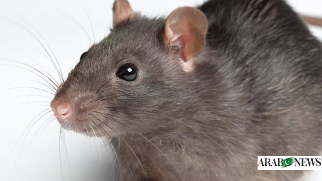 ‘Newborn dies after rat bites in Indian hospital’ | Arab News PK