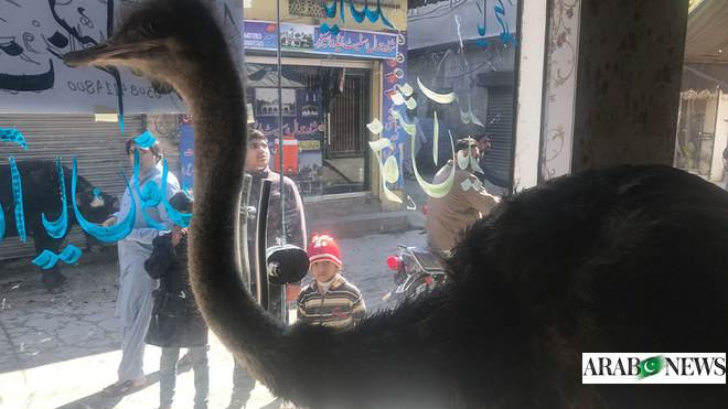 In Pakistan’s Punjab, big bird farms yield small dividends | Arab News PK
