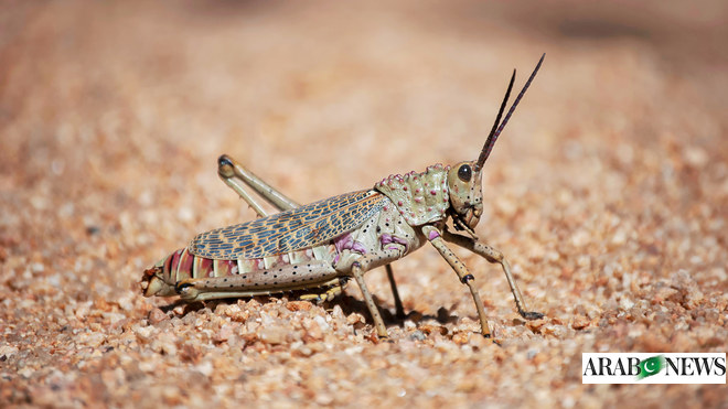 Saudi Arabia continues to fight desert locust swarms | Arab News PK
