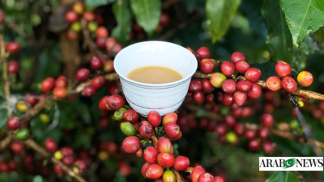 Jazan’s coffee bean production expected to reach 300 tons in 2020 ...