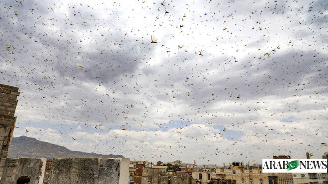 Locust swarms pose new threat to Middle East and Africa’s food security ...