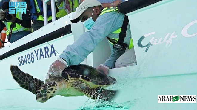 Saudi Arabia’s Red Sea Development Co. rescues, rehabilitates 2 ...