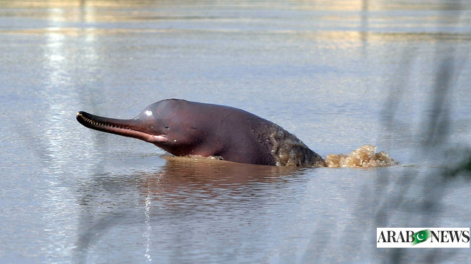 Endangered dolphin that strayed is moved to sanctuary in Pakistan ...