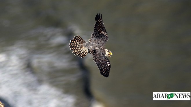 Bahrain’s royal family seeks to open falcon breeding center in northern ...