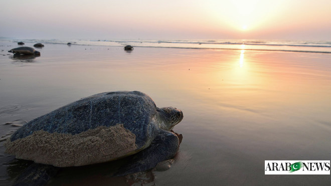 Saudi Arabia protecting endangered turtles through rescue programs ...