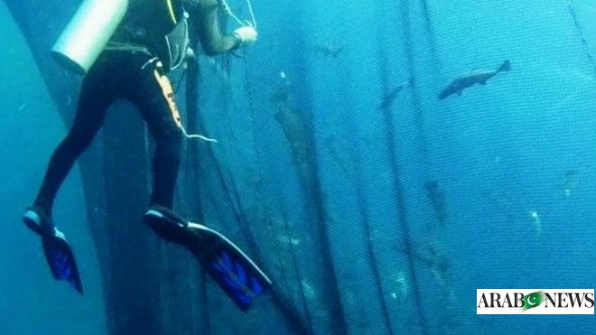 Naqua: At the heart of Saudi Arabia's push to produce 600,000 tons of ...