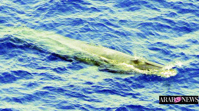 Five rare whales found on the Red Sea shores of Al-Qunfudah | Arab News PK
