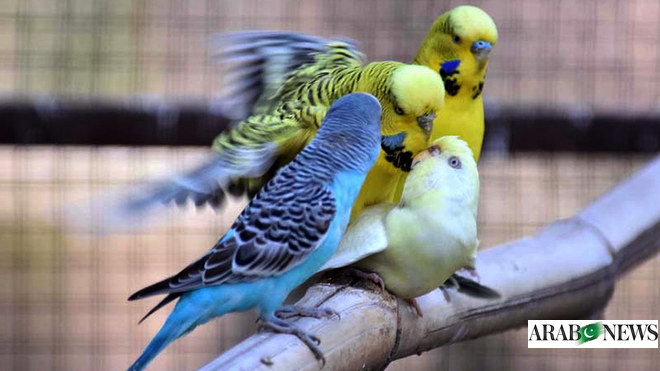 In Pakistani capital, a walk-in aviary offers home for birds, pleasure for visitors | Arab News PK