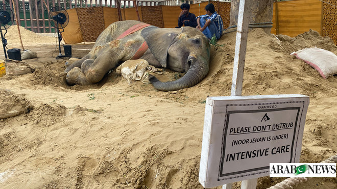 Foreign vets to return to Pakistan this week to save ailing elephant at ...