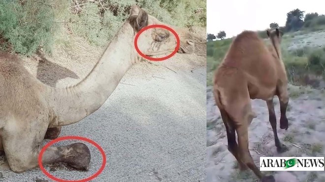 Police arrest five in southern Pakistan for chopping off camel’s leg ...