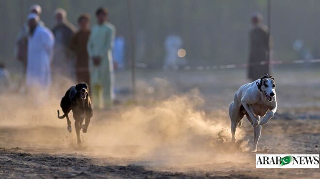 Gilgit authorities cull over 1,000 stray dogs after fatal attacks ...