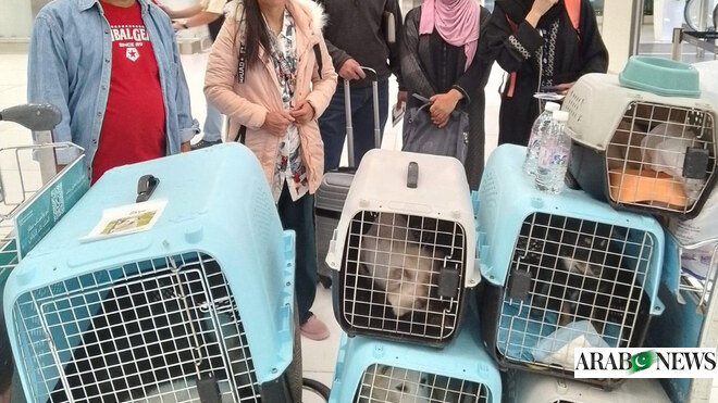 Saudi stray animals find unlikely homes in far-flung Philippines | Arab ...