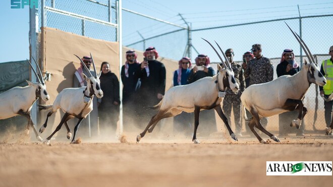 Saudi wildlife center releases 66 endangered animals in King Khalid ...