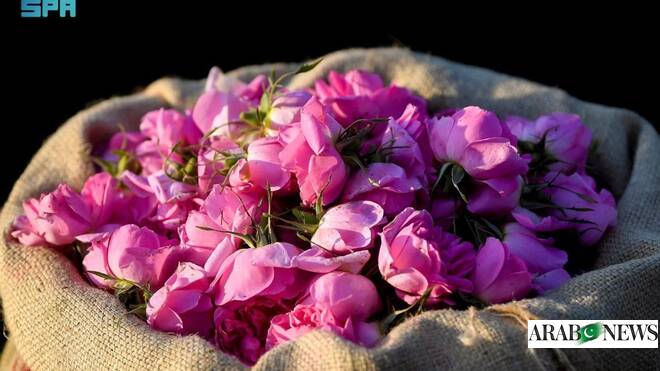 Fragrant tradition: Taif rose oil production season begins | Arab News PK