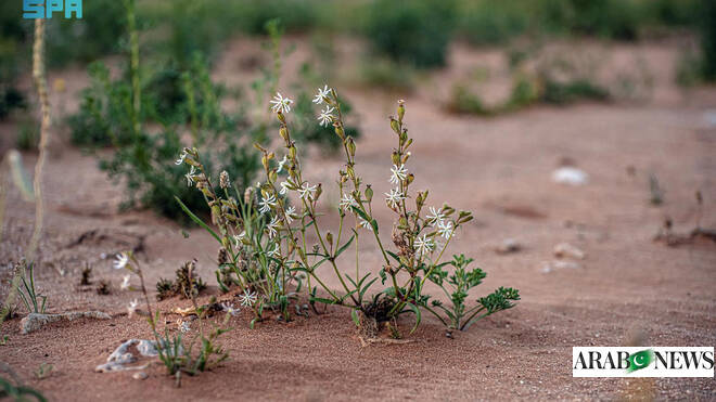 How conservation efforts are helping Saudi Arabia’s northern deserts ...