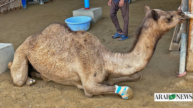 ‘Why did this happen to me?’: Maimed camel in Sindh finds new hope with ...