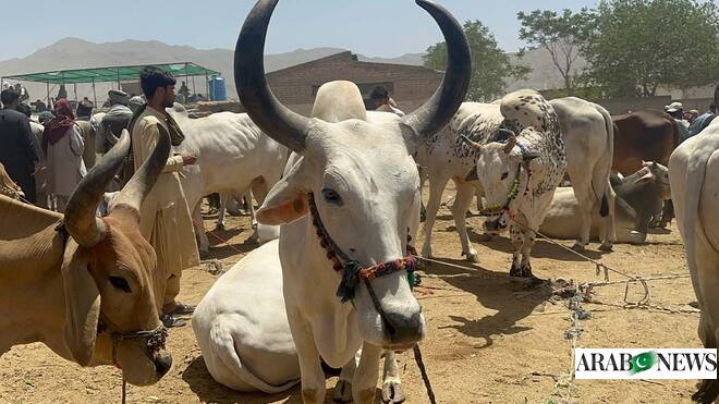 In Pakistan’s Quetta, prized Bhagnari bulls draw Eid buyers despite ...