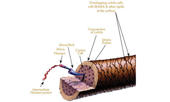 Elite Hair Protein: For healthy, lustrous hair | Arab News PK