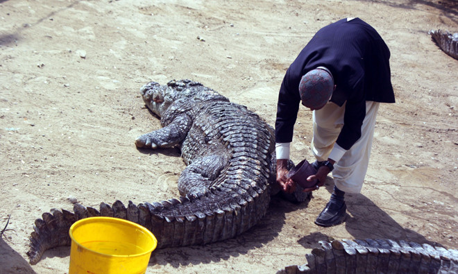 Afro-Pakistani Sheedi community celebrates annual Manghopir festival ...