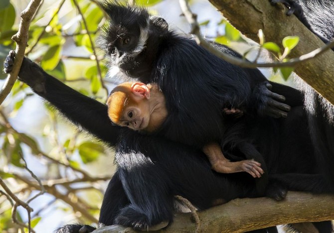 ‘Incredibly rare’ monkey born at Australian zoo | Arab News PK