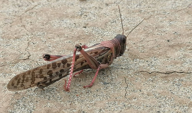 Locust outbreak, worst in decades, hits northwestern Pakistan | Arab ...