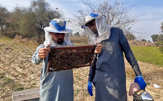 Beekeeping thrives in Pakistan with $6 million in honey exports to ...
